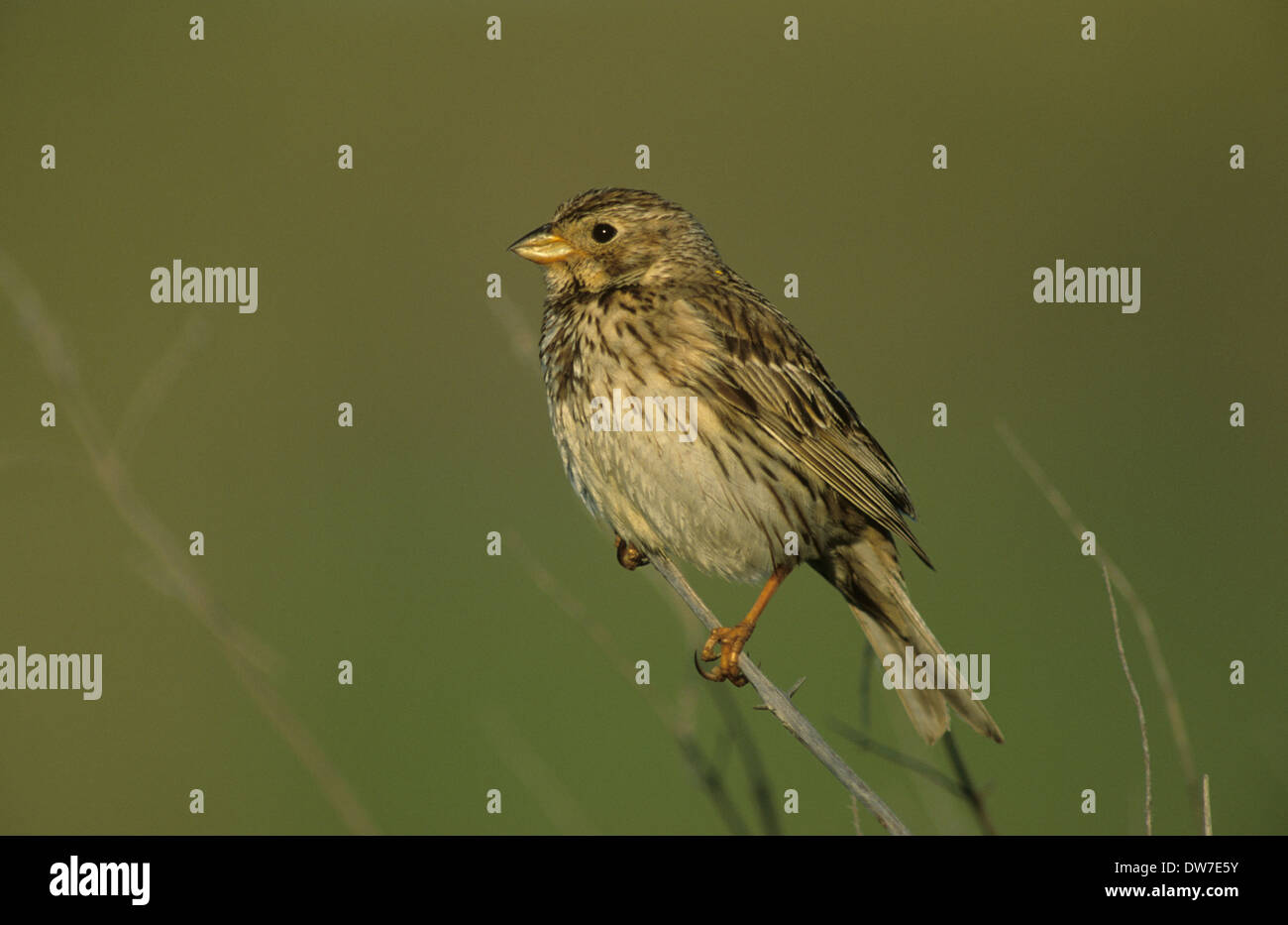 CORN BUNTING (Miliaria calandra) on elevated perch Lesbos Greece Stock ...