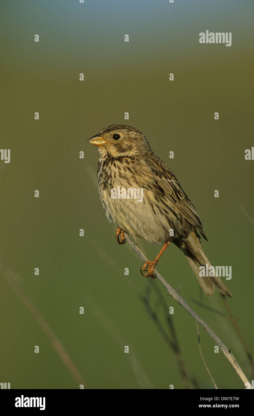 CORN BUNTING (Miliaria calandra) on elevated perch Lesbos Greece Stock ...