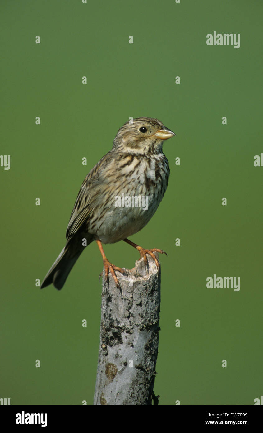 Corn bunting greece hi-res stock photography and images - Alamy