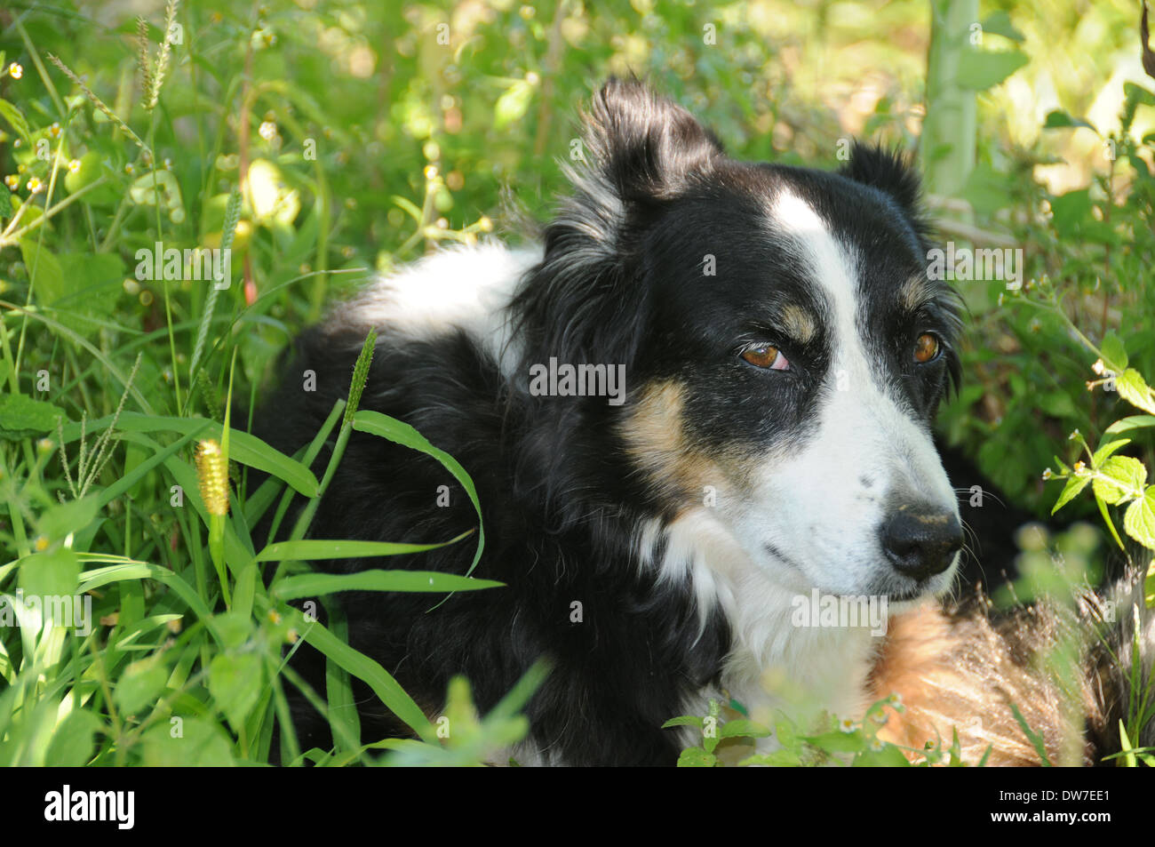 Old hemp sheepdog hi-res stock photography and images - Alamy