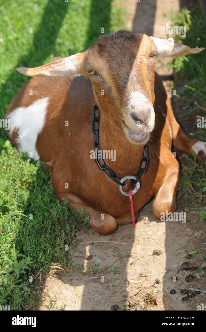 Dairy goat mixed breed hi-res stock photography and images - Alamy