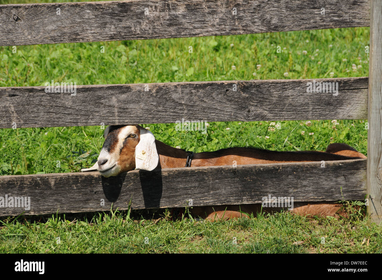 Dairy goat mixed breed hi-res stock photography and images - Alamy