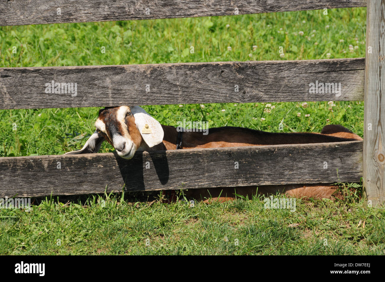 Dairy Goat Mixed Breed Stock Photo - Alamy