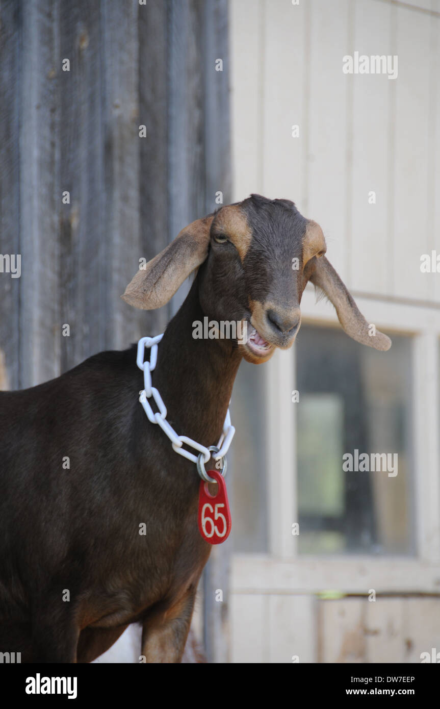 Dairy Goat Mixed Breed Stock Photo - Alamy