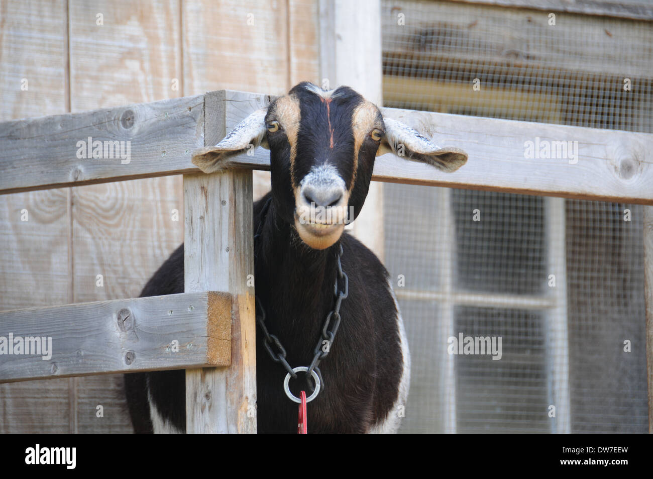 Dairy Goat Mixed Breed Stock Photo - Alamy