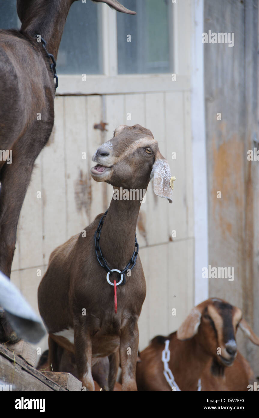 Dairy Goat Mixed Breed Stock Photo - Alamy