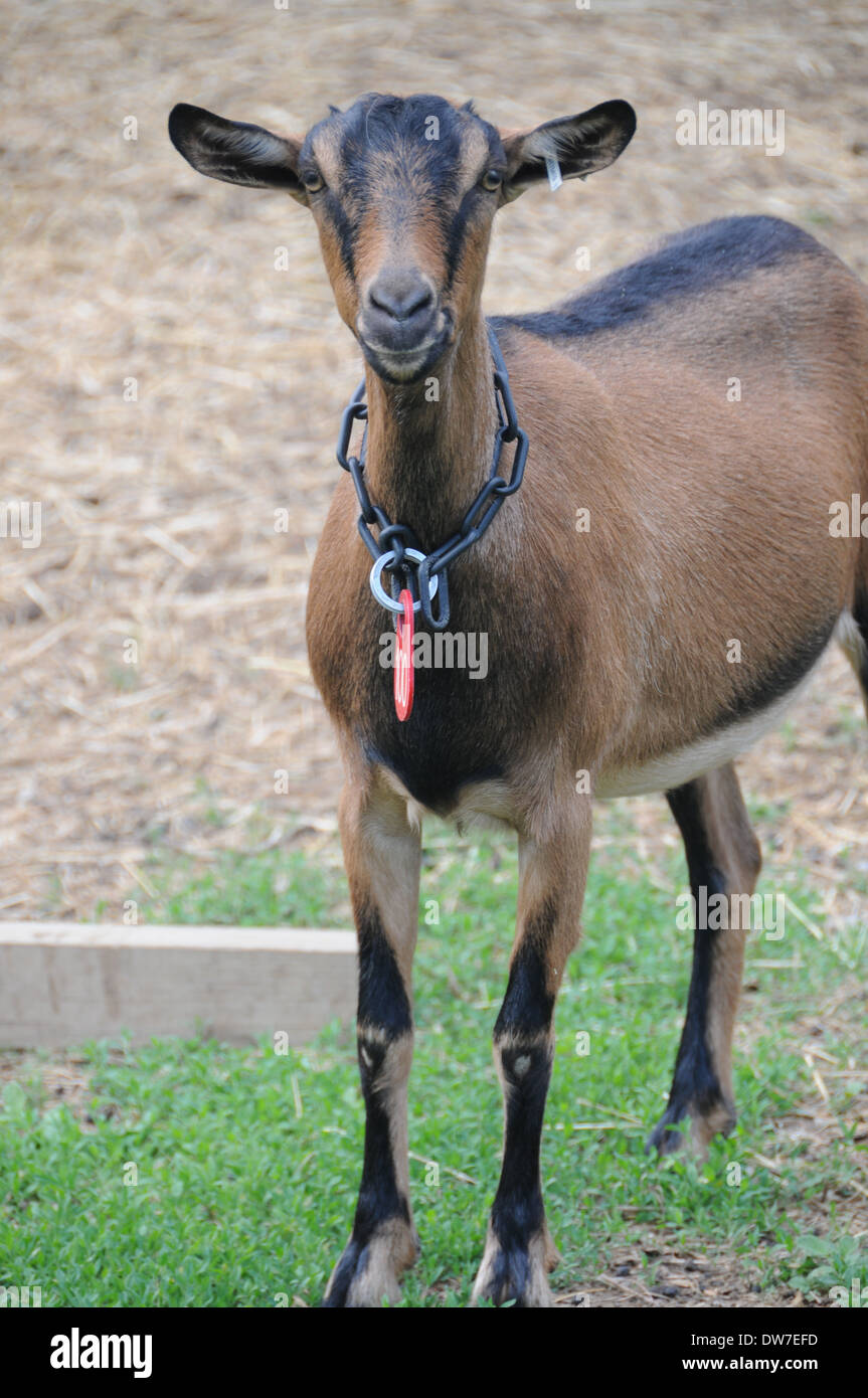 Dairy Goat Mixed Breed Stock Photo - Alamy