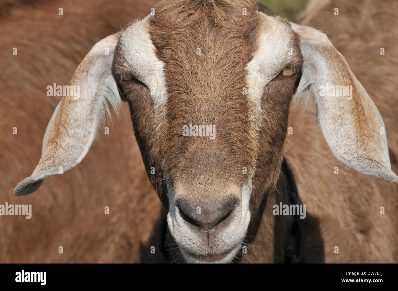 Dairy Goat Mixed Breed Stock Photo - Alamy