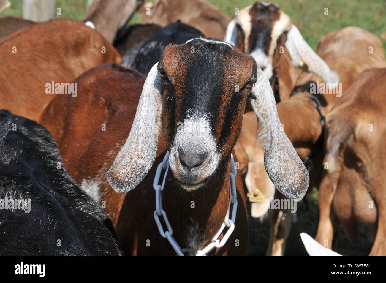 Dairy Goat Mixed Breed Stock Photo - Alamy