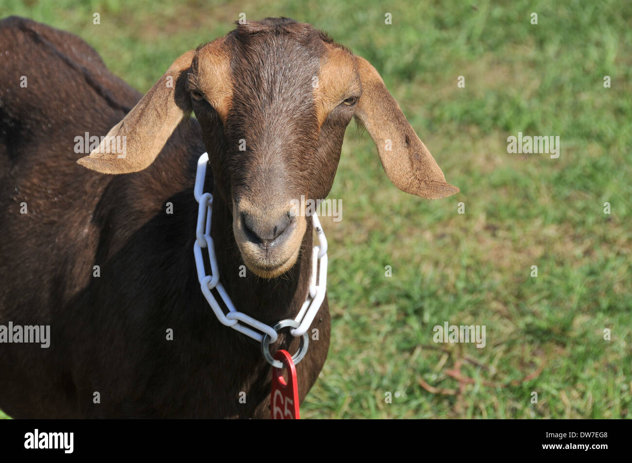 Dairy Goat Mixed Breed Stock Photo - Alamy