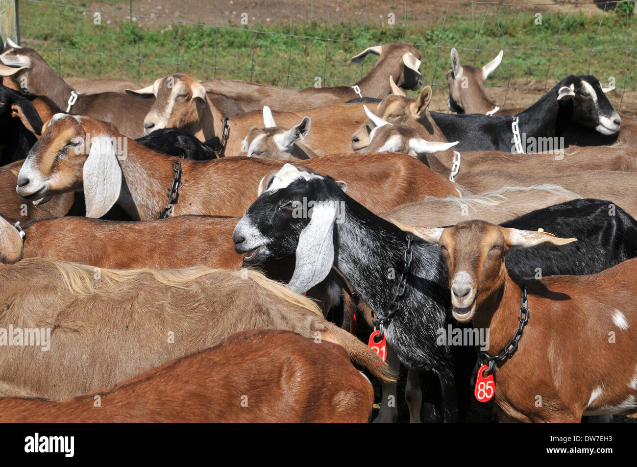 Dairy Goat Mixed Breed Stock Photo - Alamy