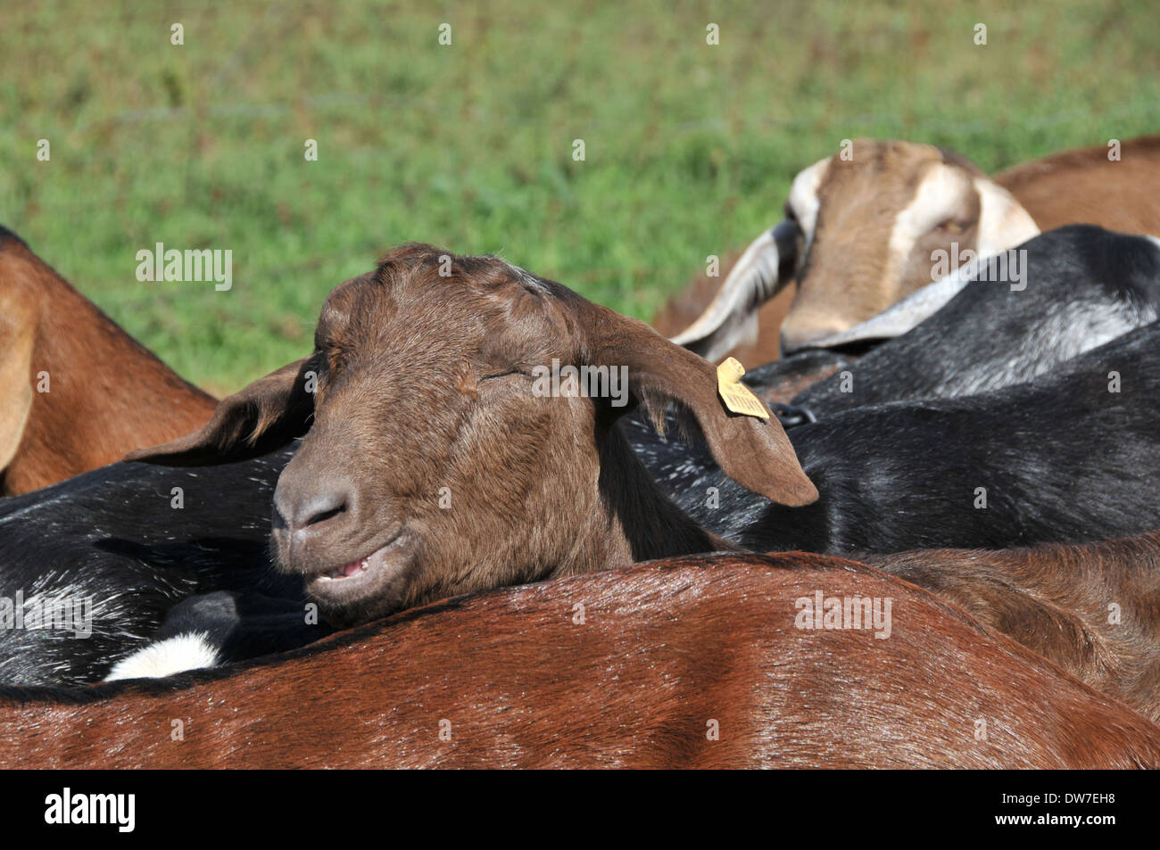 Dairy goat mixed breed hi-res stock photography and images - Alamy