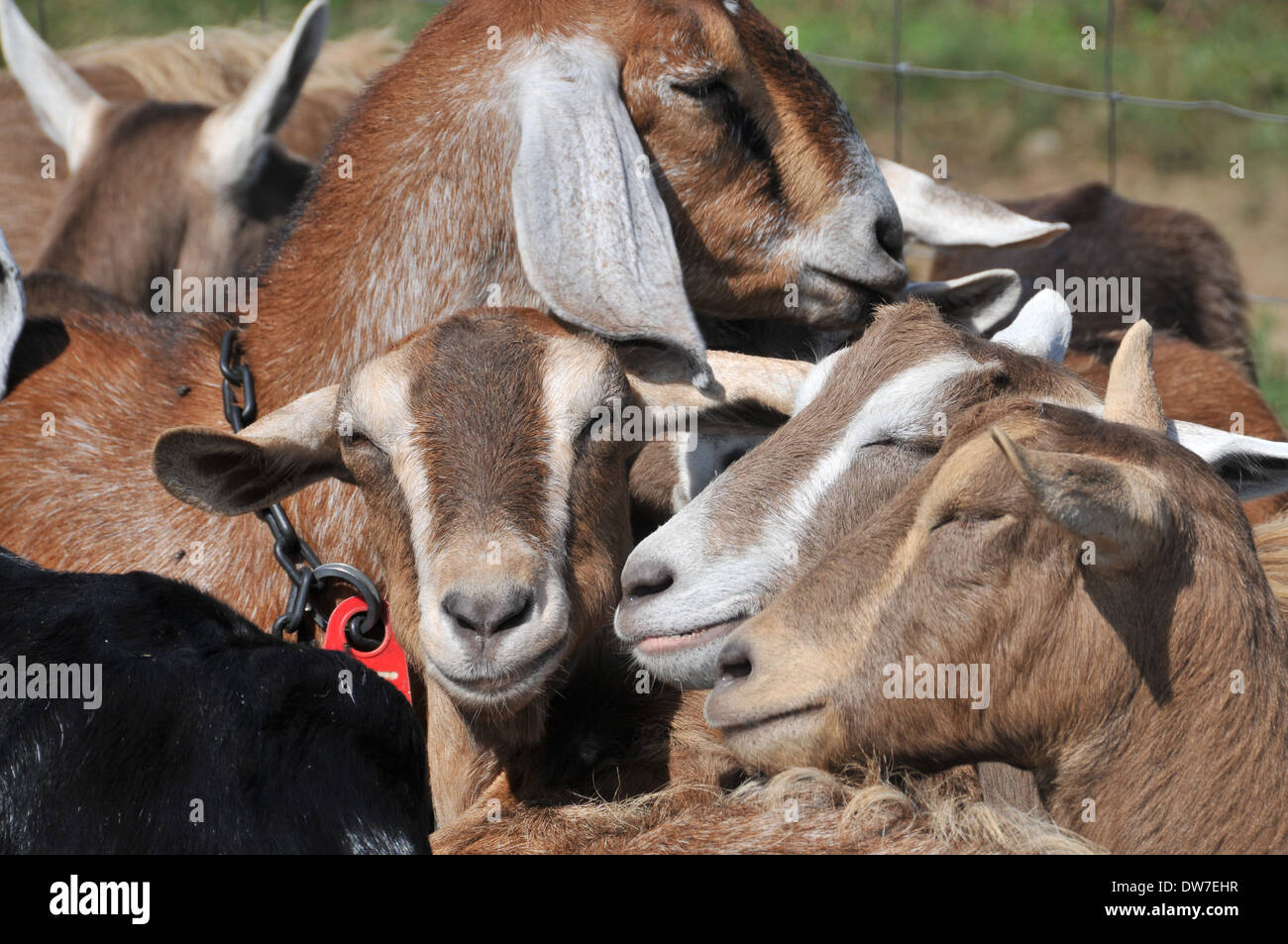 Dairy Goat Mixed Breed Stock Photo - Alamy
