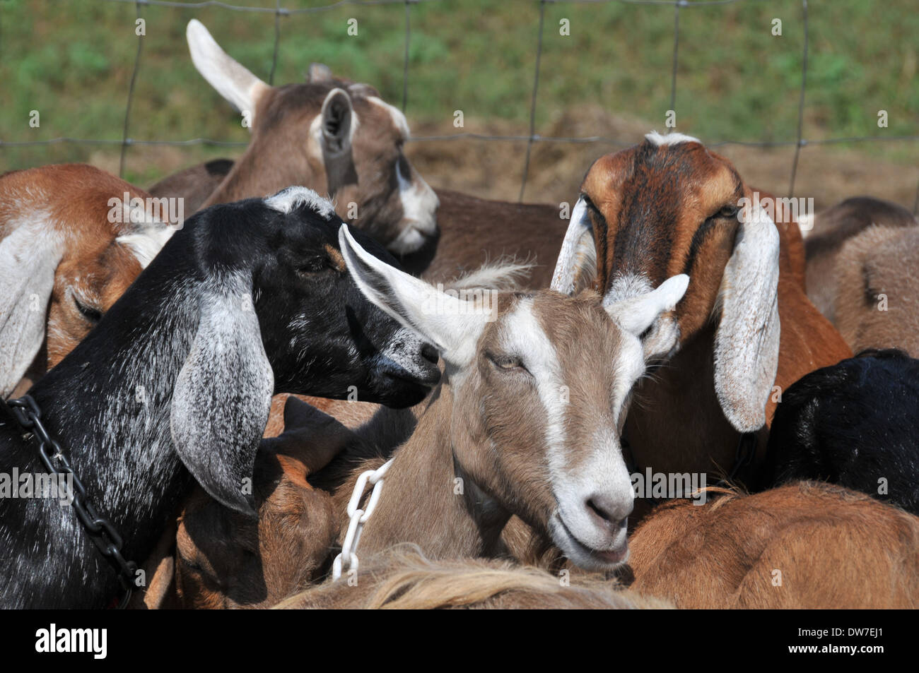 Dairy Goat Mixed Breed Stock Photo - Alamy