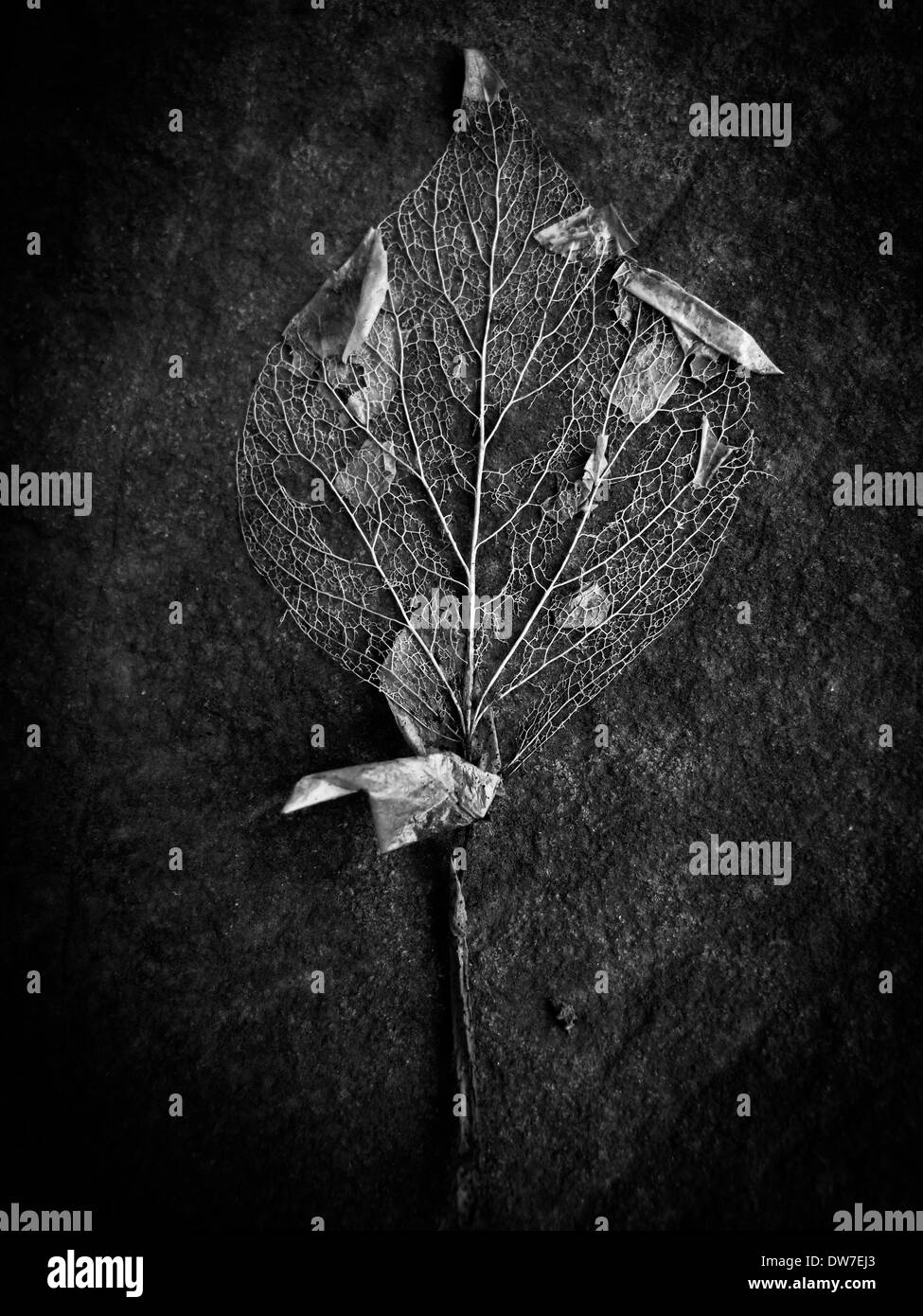 Skeletal leaf hi-res stock photography and images - Alamy