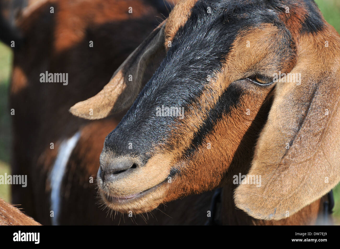 Dairy goat mixed breed hi-res stock photography and images - Alamy