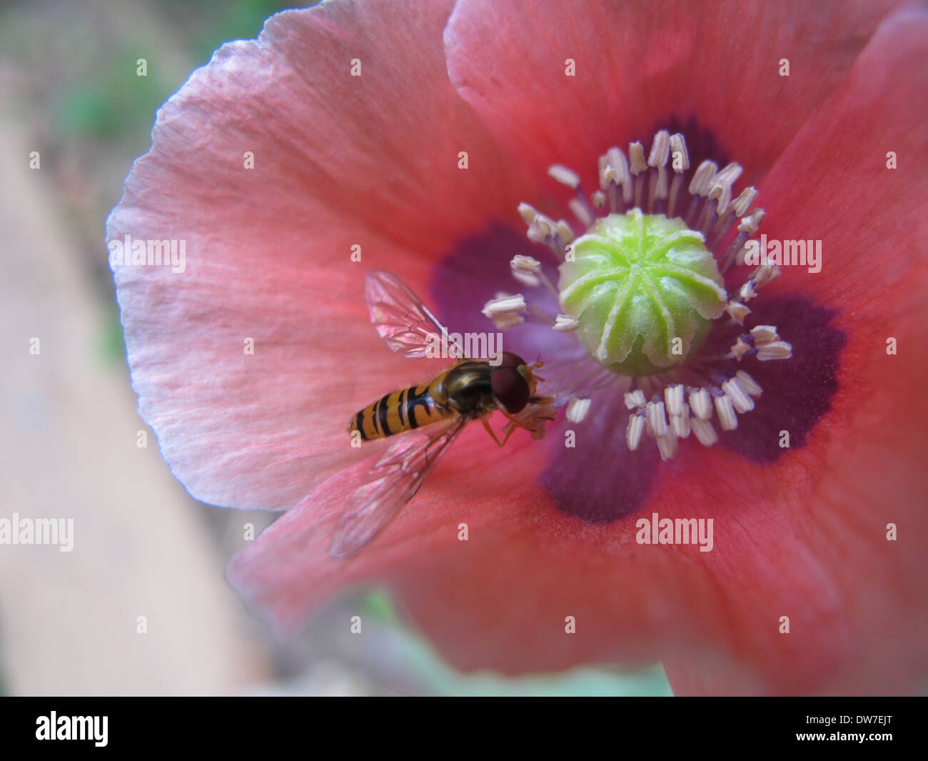 Red poppy remembrance hi-res stock photography and images - Alamy