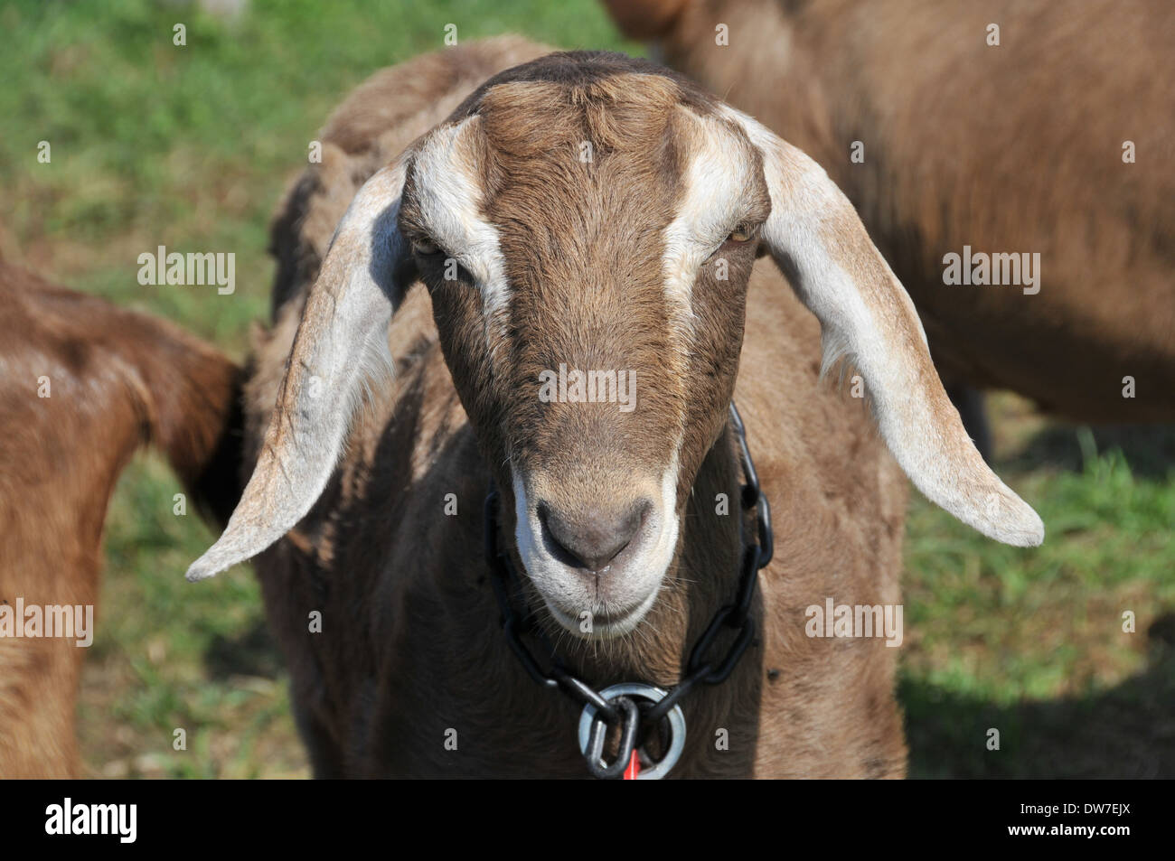 Dairy Goat Mixed Breed Stock Photo - Alamy