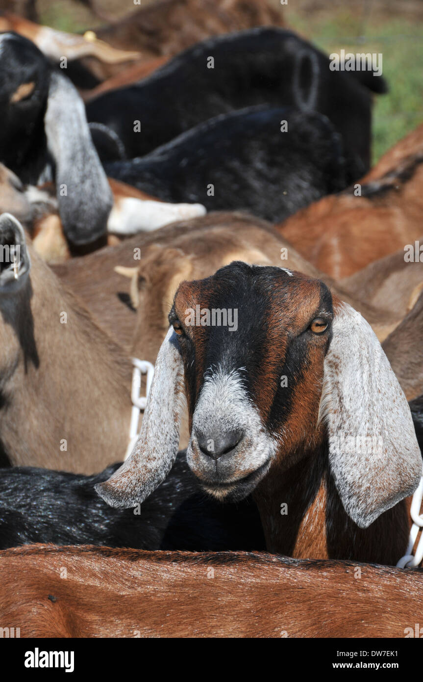 Dairy goat mixed breed hi-res stock photography and images - Alamy