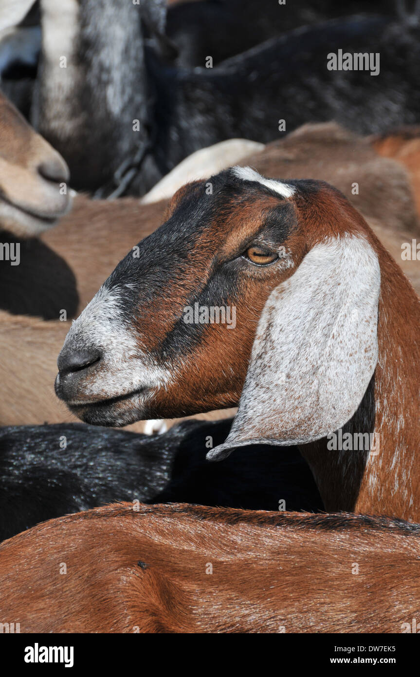Dairy Goat Mixed Breed Stock Photo - Alamy