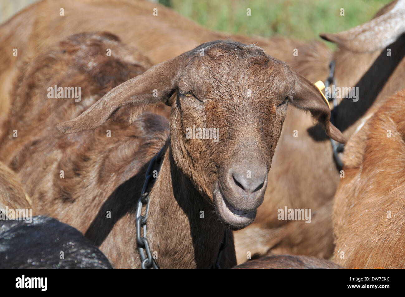 Dairy Goat Mixed Breed Stock Photo - Alamy