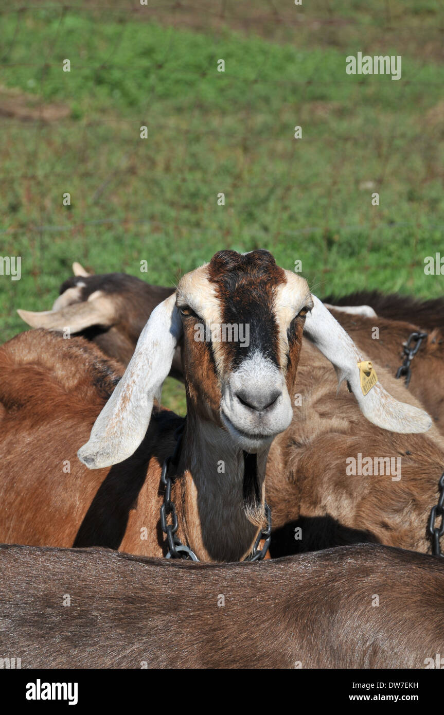 Dairy Goat Mixed Breed Stock Photo - Alamy