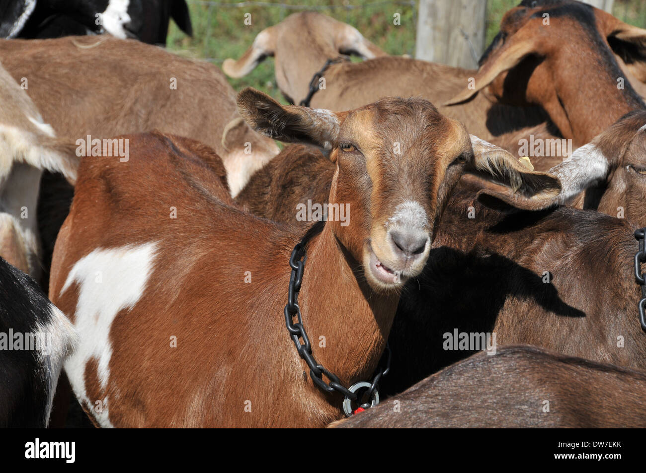 Dairy Goat Mixed Breed Stock Photo - Alamy