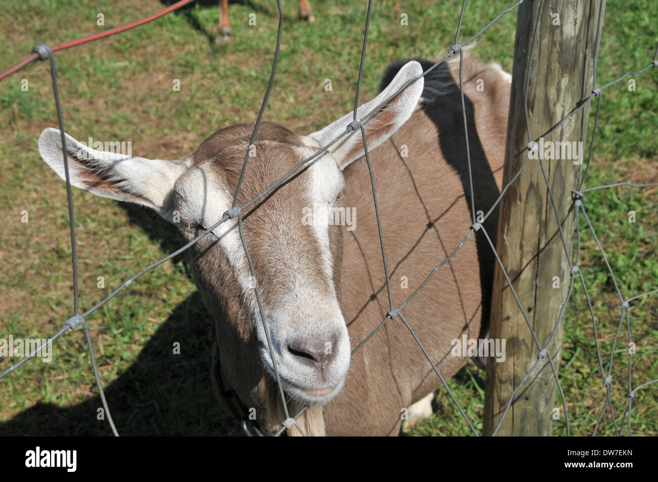 Dairy goat mixed breed hi-res stock photography and images - Alamy