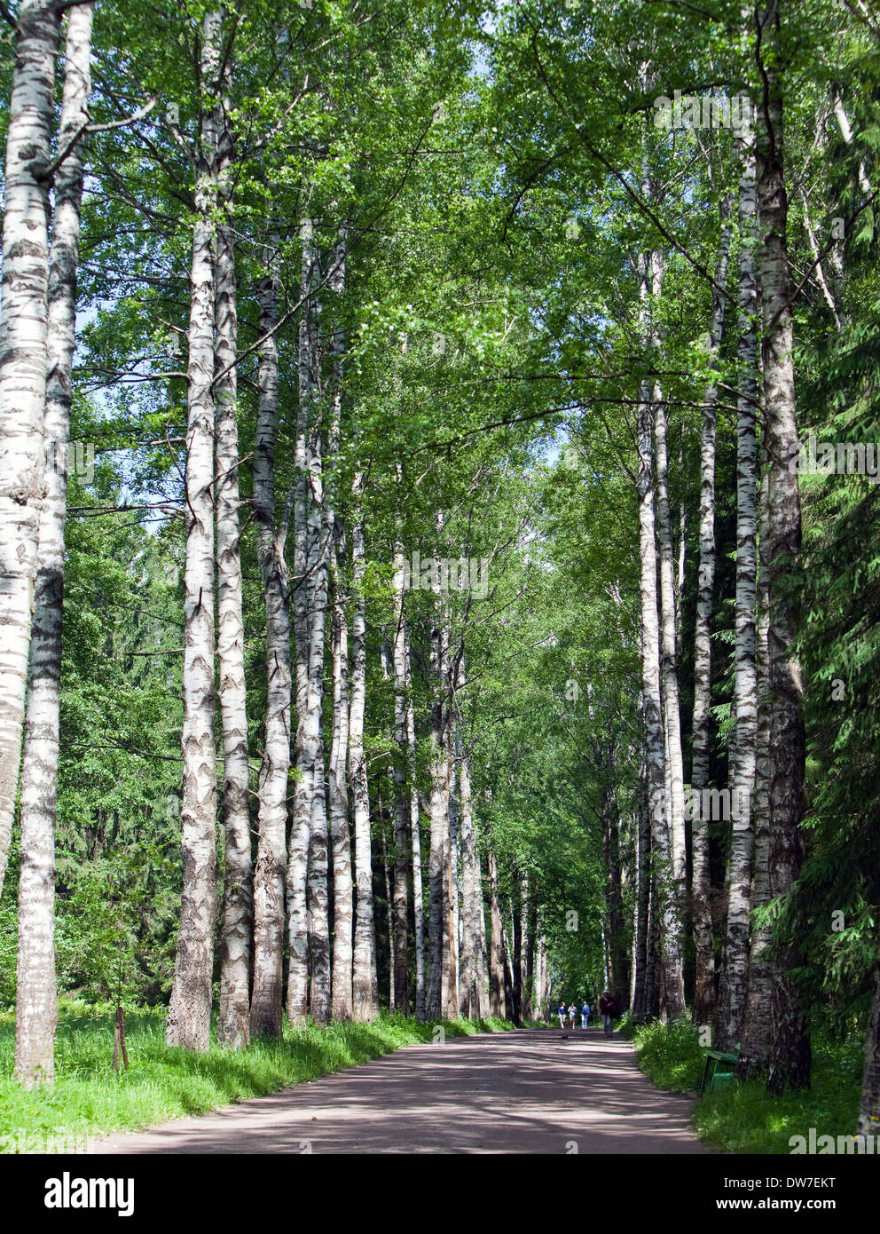 Avenue of birches hi-res stock photography and images - Alamy