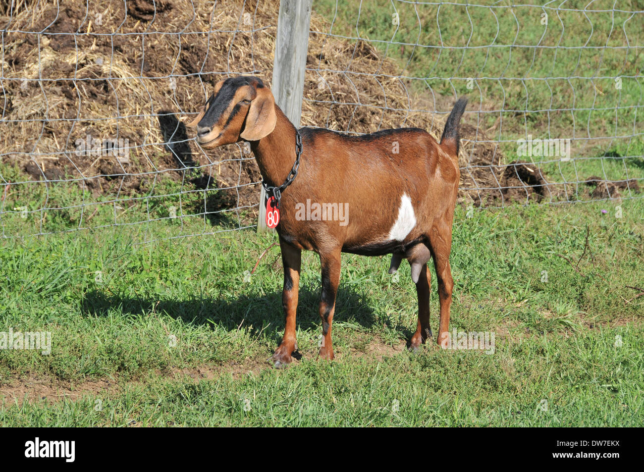 Dairy goat mixed breed hi-res stock photography and images - Alamy