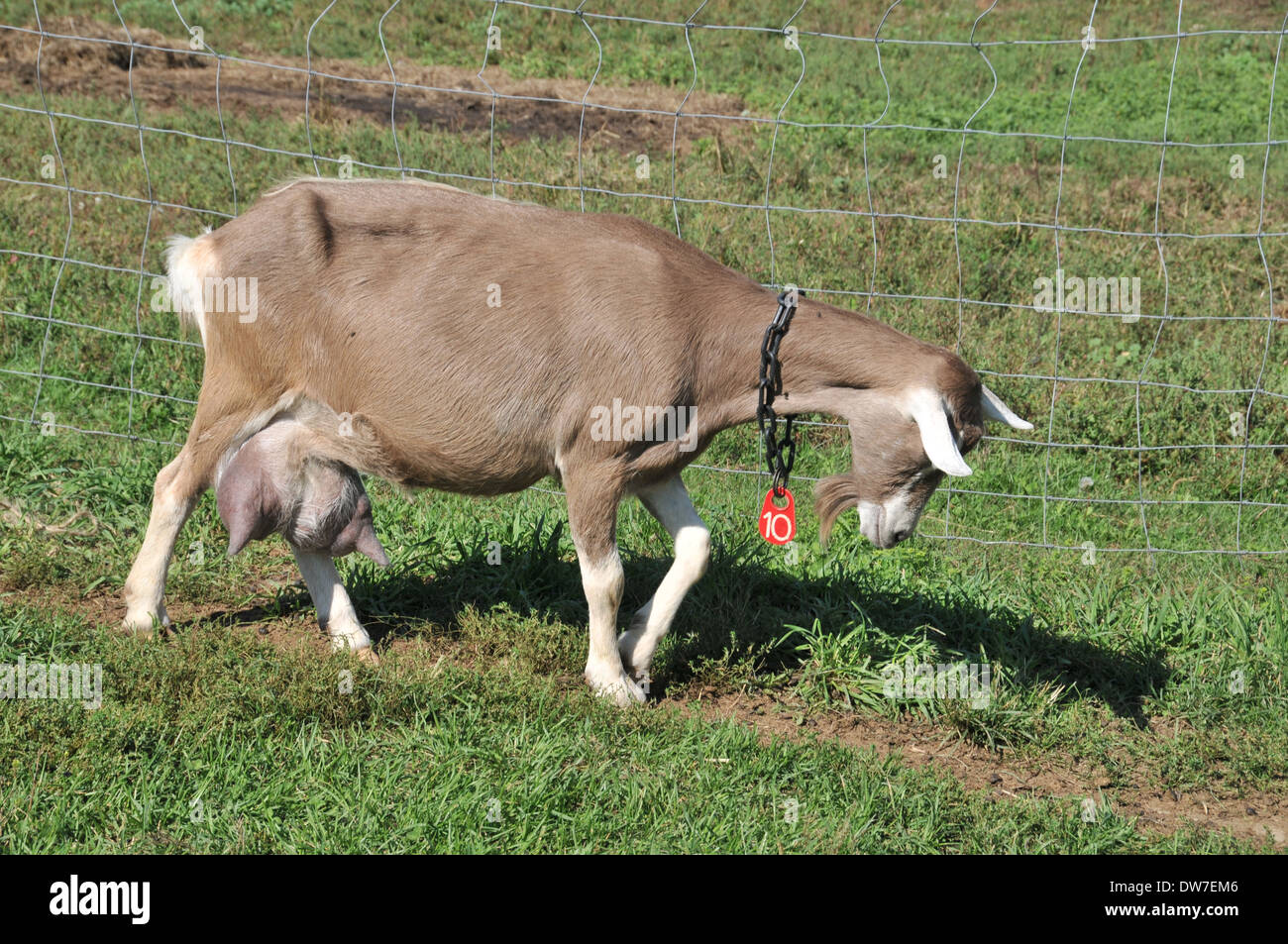 Dairy goat mixed breed hi-res stock photography and images - Alamy