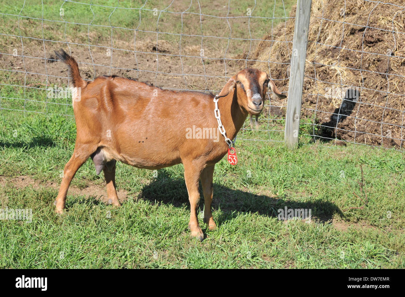 Dairy Goat Mixed Breed Stock Photo - Alamy