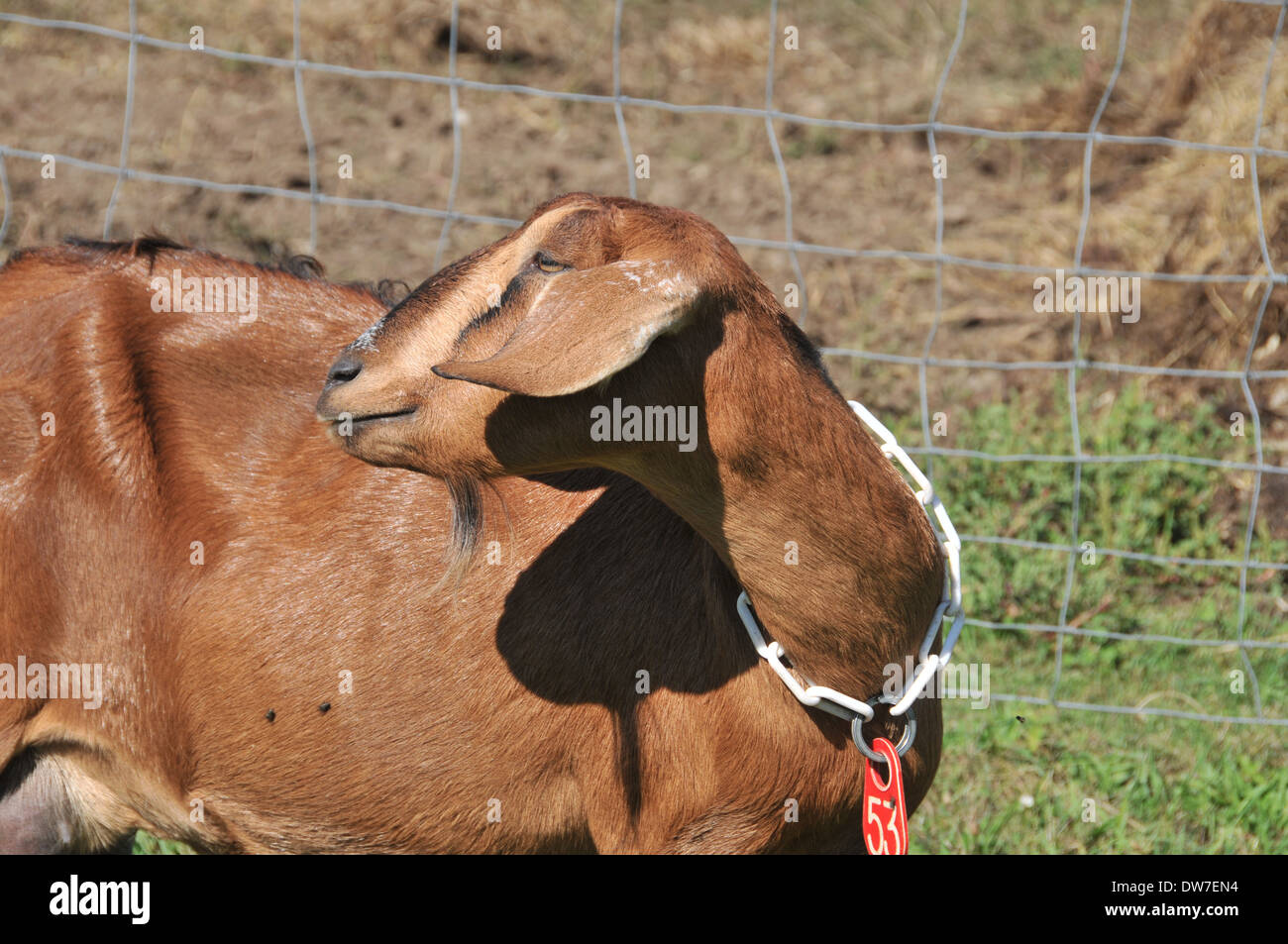 Dairy Goat Mixed Breed Stock Photo - Alamy
