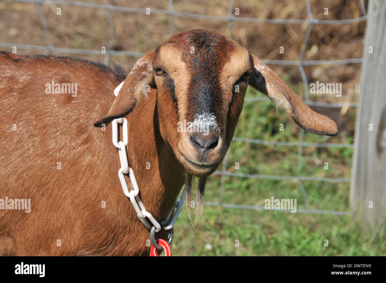 Dairy Goat Mixed Breed Stock Photo - Alamy