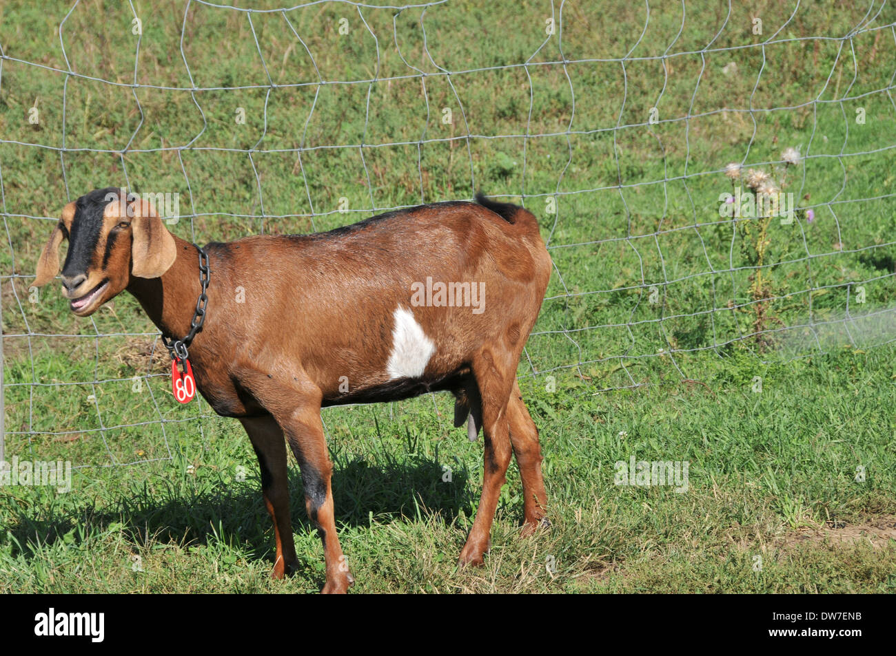 Dairy Goat Mixed Breed Stock Photo - Alamy