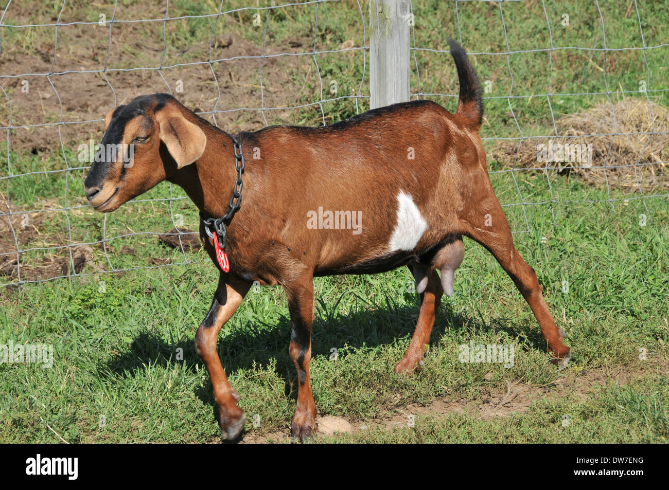Dairy Goat Mixed Breed Stock Photo - Alamy