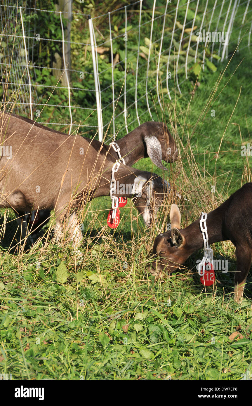 Dairy Goat Mixed Breed Stock Photo - Alamy