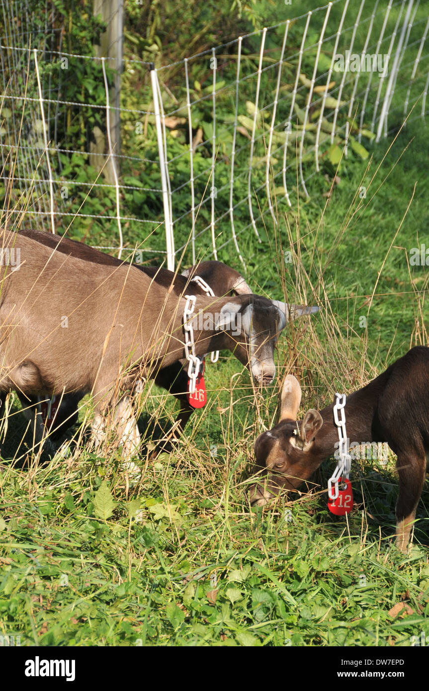Dairy goat mixed breed hi-res stock photography and images - Alamy