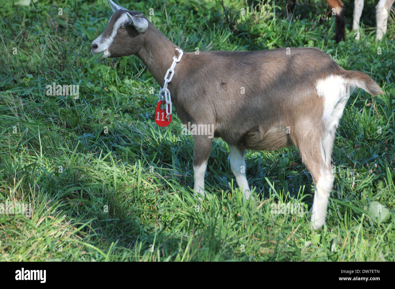 Dairy Goat Mixed Breed Stock Photo - Alamy