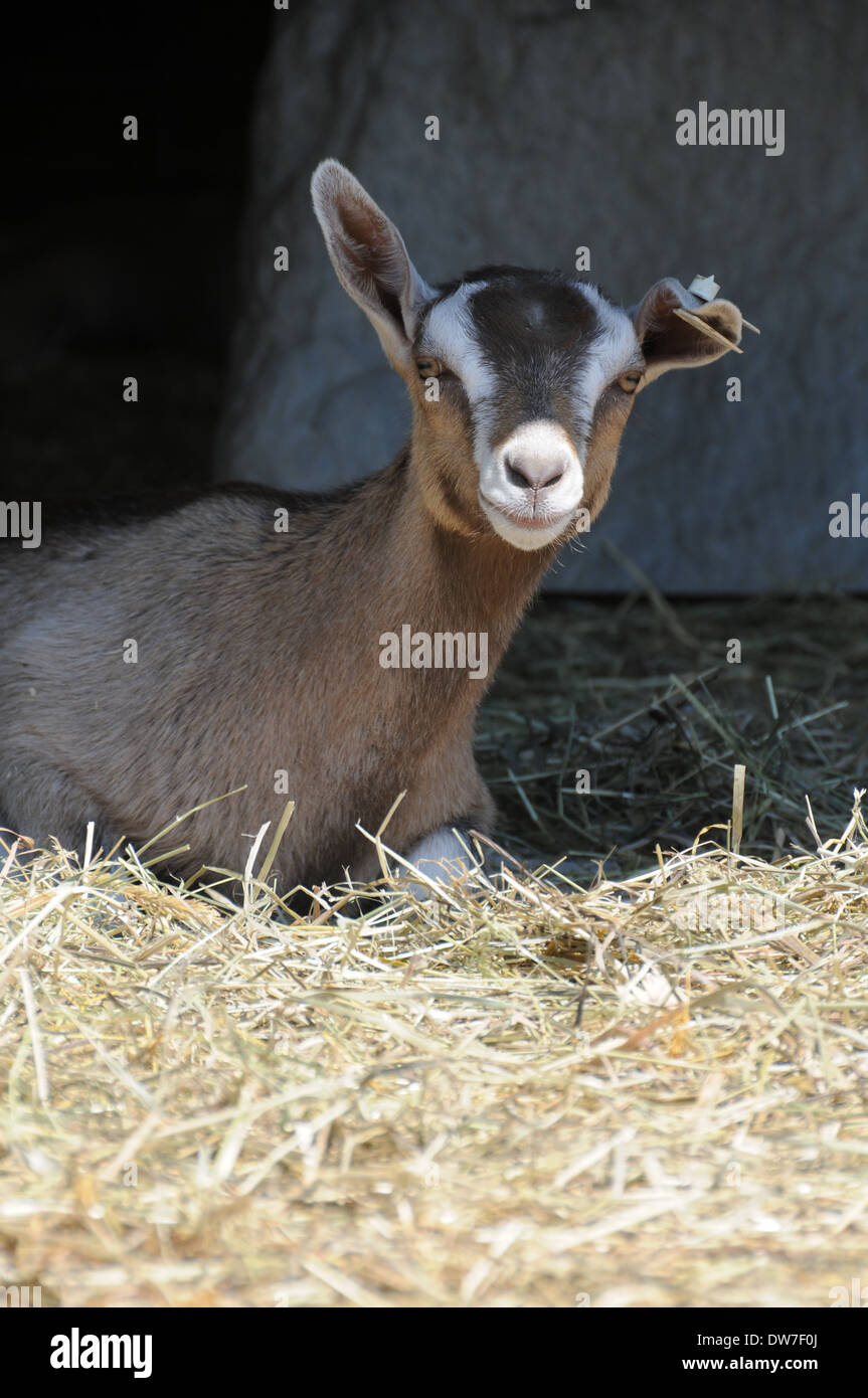 Dairy Goat Mixed Breed Stock Photo - Alamy