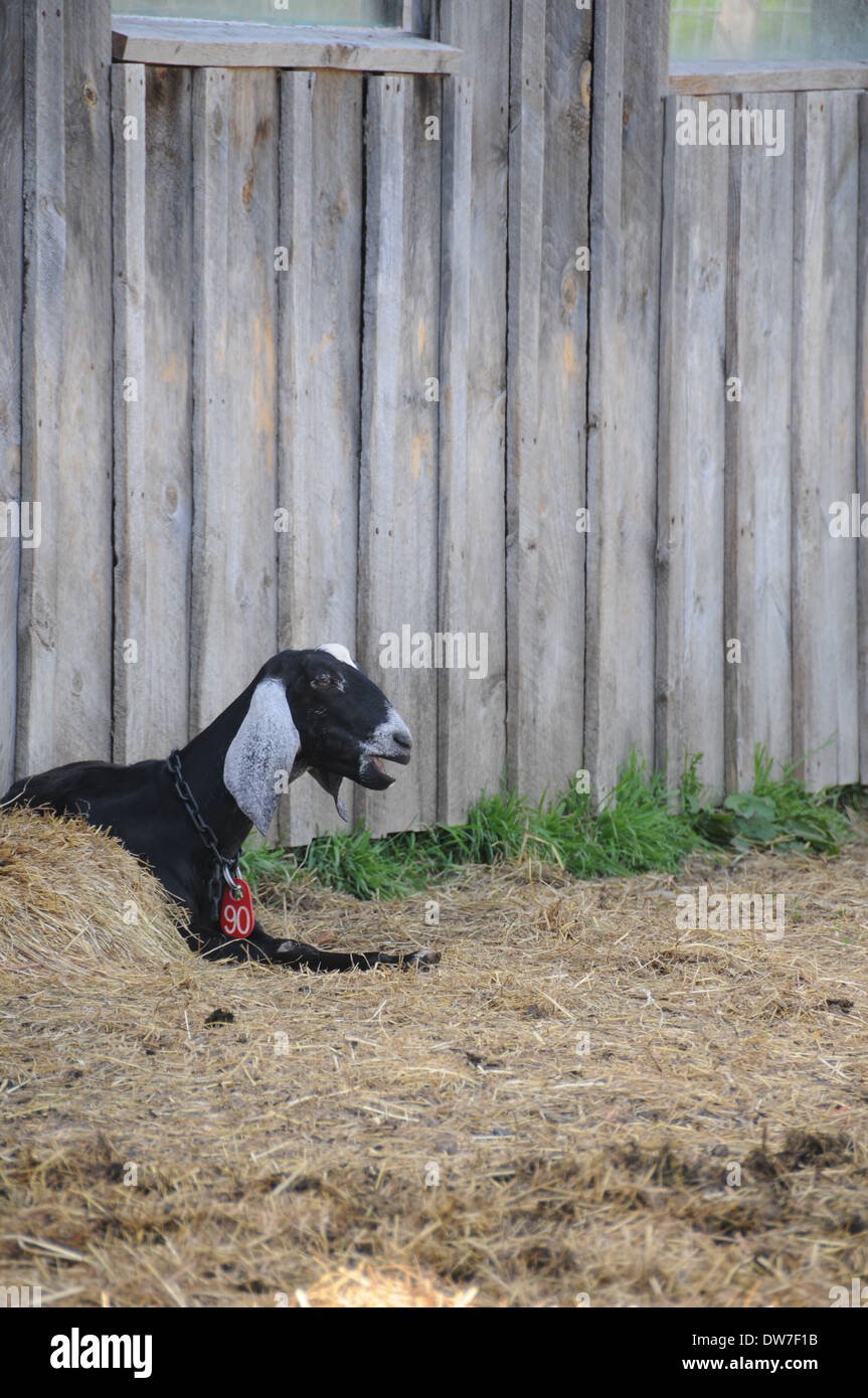 Dairy Goat Mixed Breed Stock Photo - Alamy