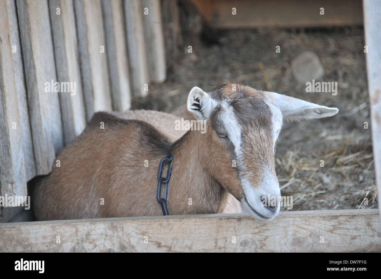 Dairy goat mixed breed hi-res stock photography and images - Alamy