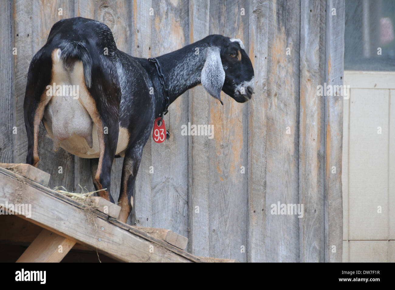 Dairy Goat Mixed Breed Stock Photo - Alamy