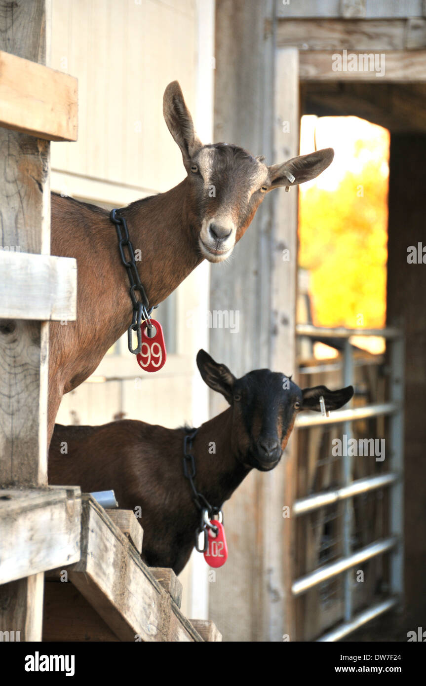Dairy goat mixed breed hi-res stock photography and images - Alamy