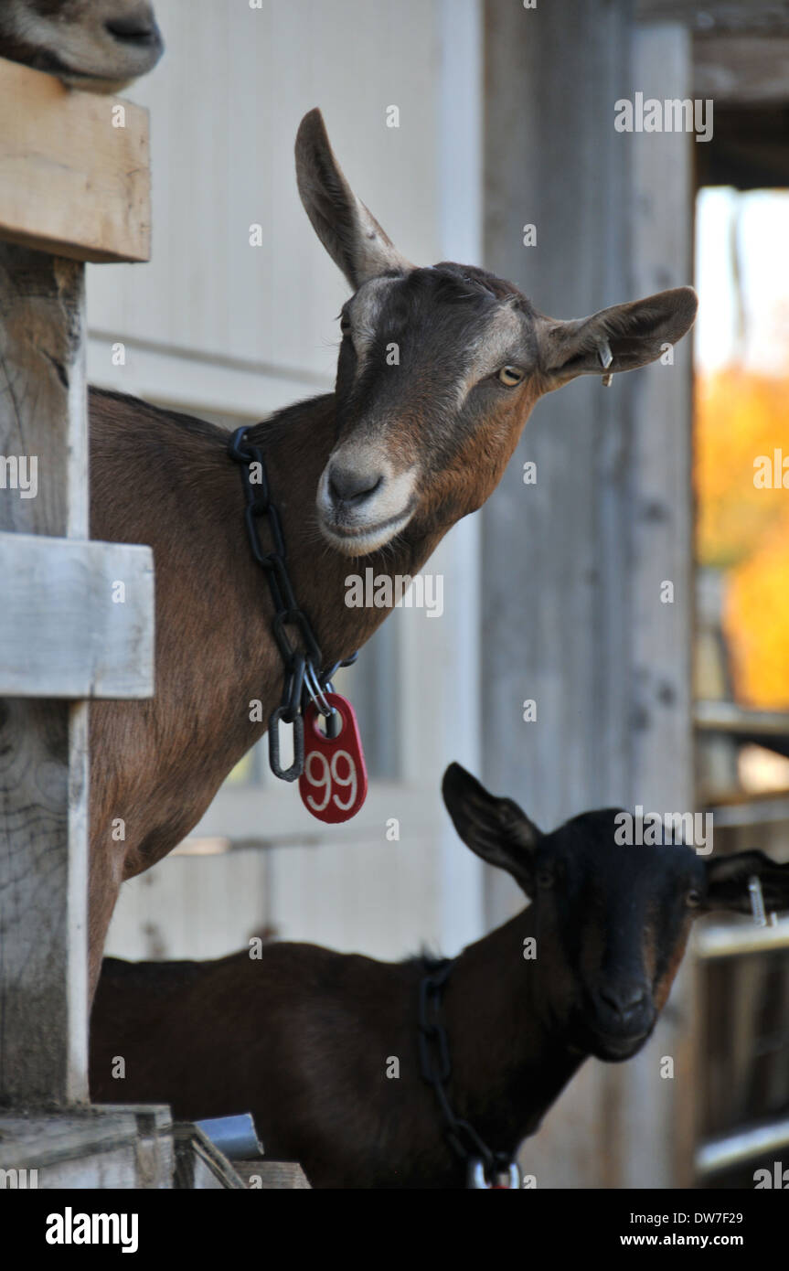 Dairy Goat Mixed Breed Stock Photo - Alamy
