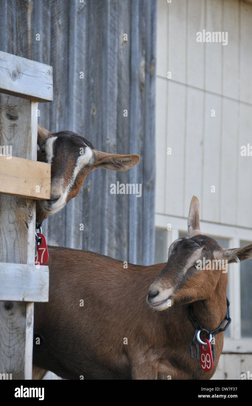 Dairy goat mixed breed hi-res stock photography and images - Alamy