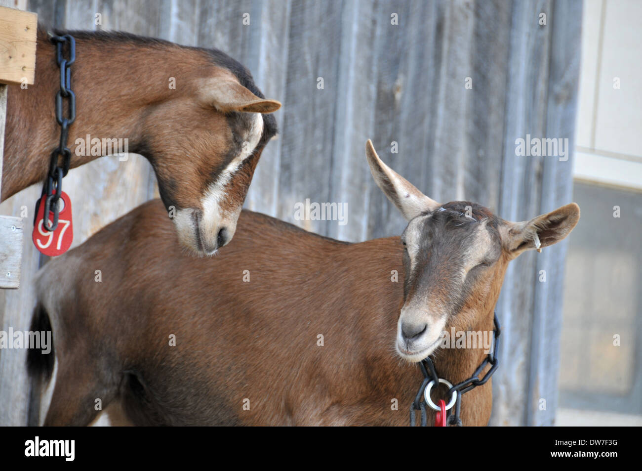 Dairy Goat Mixed Breed Stock Photo - Alamy