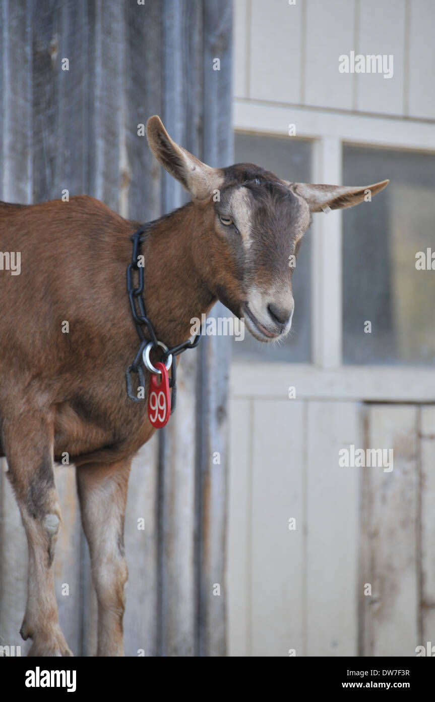 Dairy Goat Mixed Breed Stock Photo - Alamy