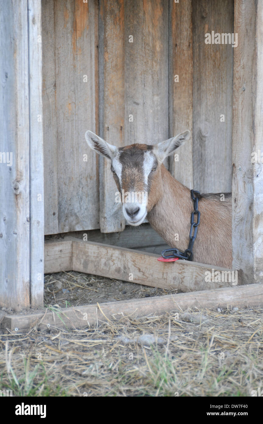 Dairy Goat Mixed Breed Stock Photo - Alamy