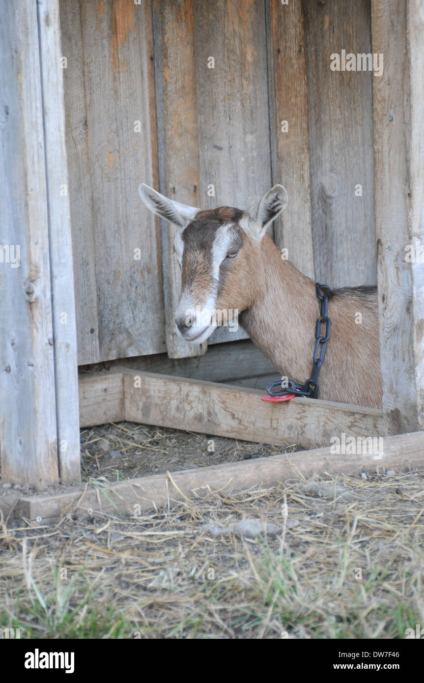 Dairy goat mixed breed hi-res stock photography and images - Alamy